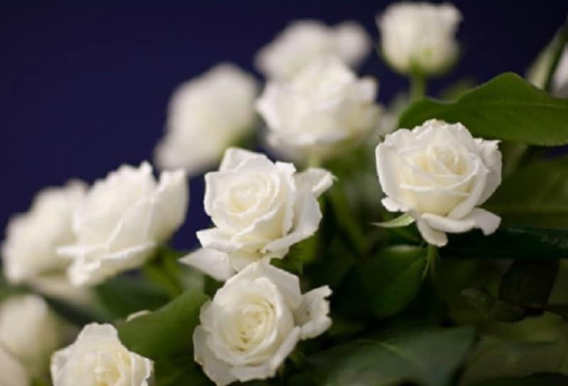 Dawn Renee Rabideau Obituary - OKW News