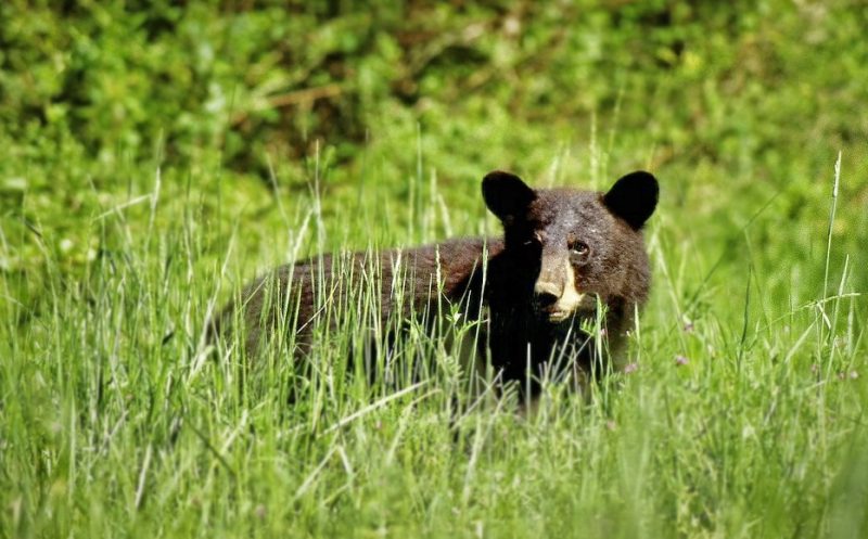 ODWC: Bear Basics - OKW News
